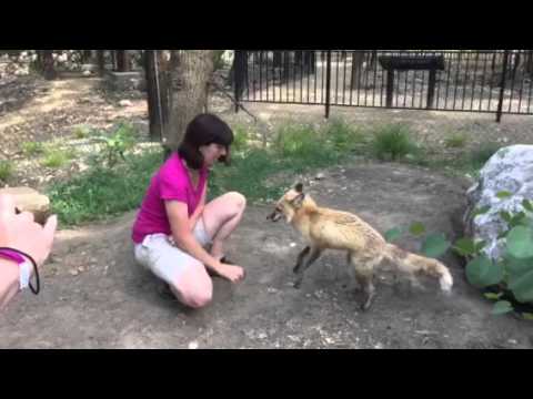 Fox Behavior - YouTube