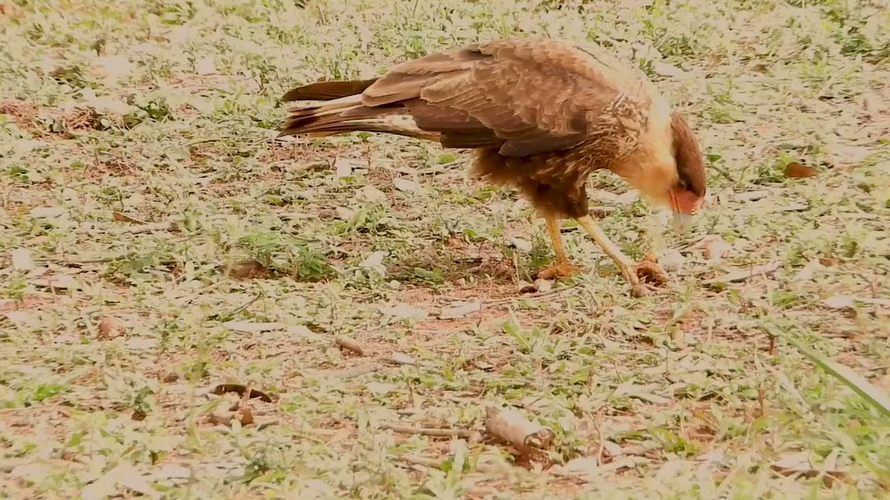 CARCARÁ caçando cigarras (CARACARA PLANCUS), CRESTED CARACARA, CARANCHO ...
