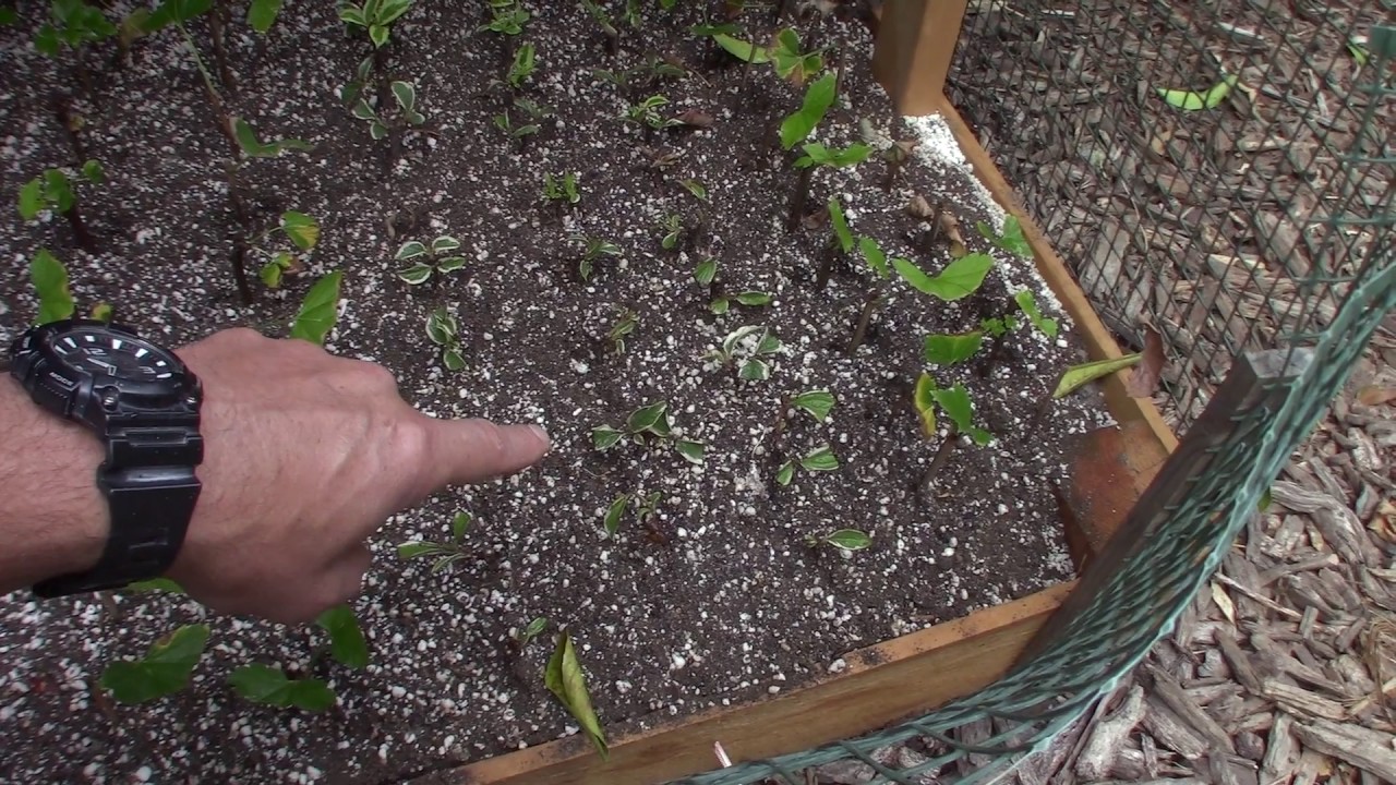 Plant propagation bed update - YouTube