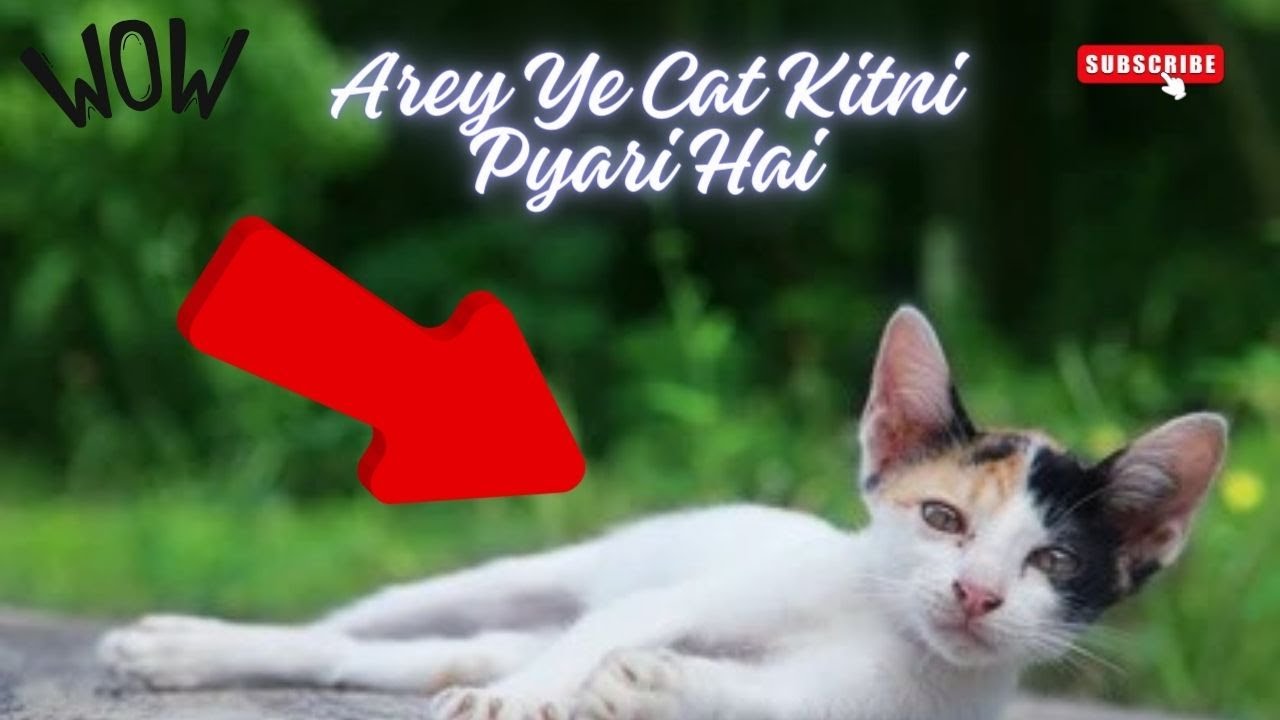 Arey Ye Cat Kitni Pyari Hai 😍 I Cutest Cat In Ayubia 😱 I Dailyomatic ...