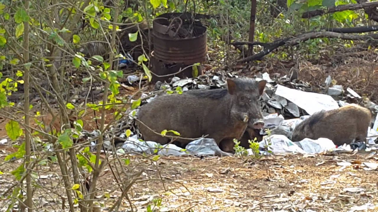 Wild Pigs feed on Garbage at Goa Zoo. - YouTube