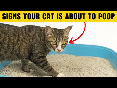 7 Signs Your Cat Wants To Poop | Common Signs Your Cat Is About To Poop