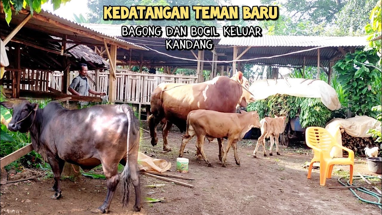 Sapi jumbo Bagong dan bocil kedatangan teman baru - YouTube