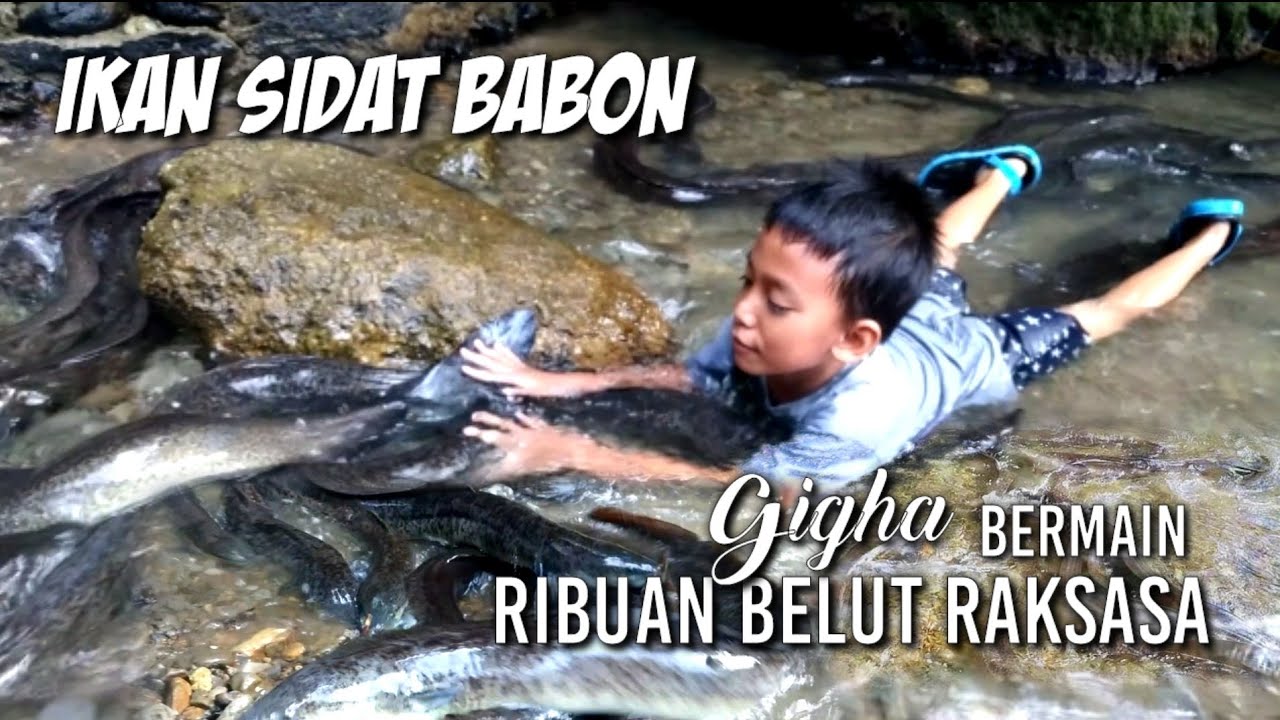 Ketemu ribuan belut raksasa || Ikan sidat babon || Morea penghuni ...
