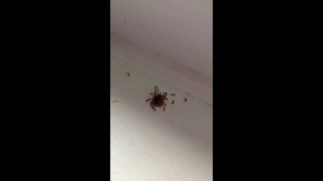 ANTS EATING A FLY - YouTube
