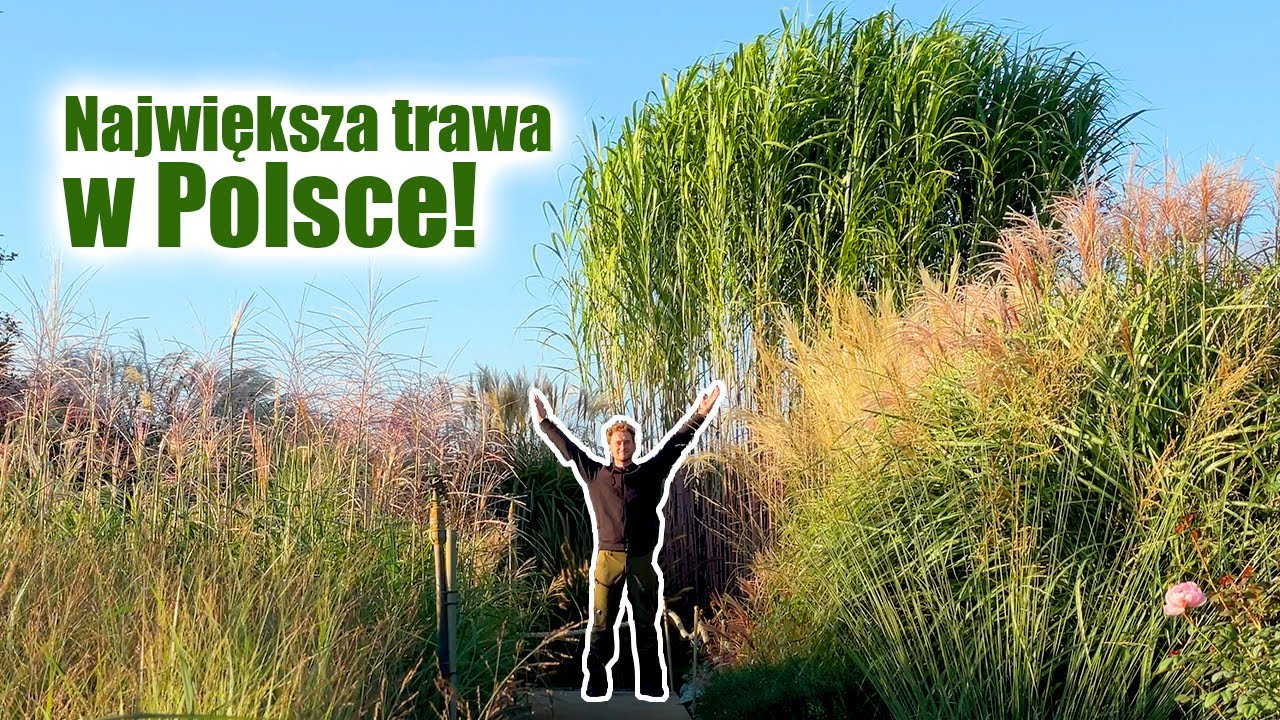 Największa trawa w Polsce! Wieloletnie trawy ozdobne 🌾 TYLKO ZIMUJĄCE ...