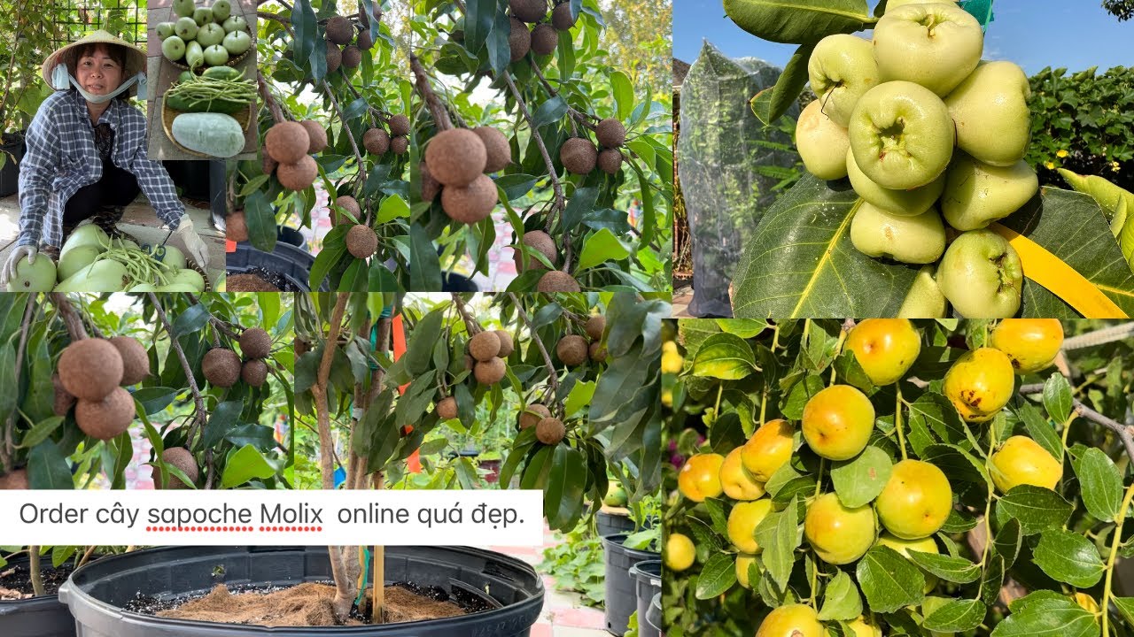Order cây sapoche Molix online quá đẹp. Ship tận nhà dt;813-842-1008 ...