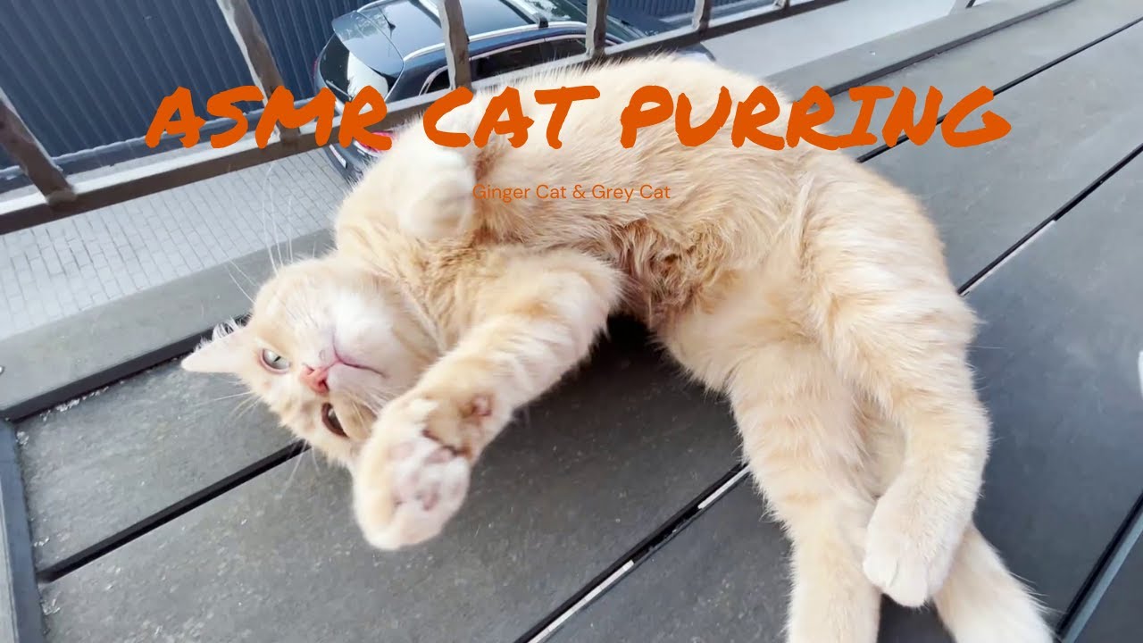 Feline Balcony Bliss: Ginger's Purrfect Lounge Time ASMR - YouTube