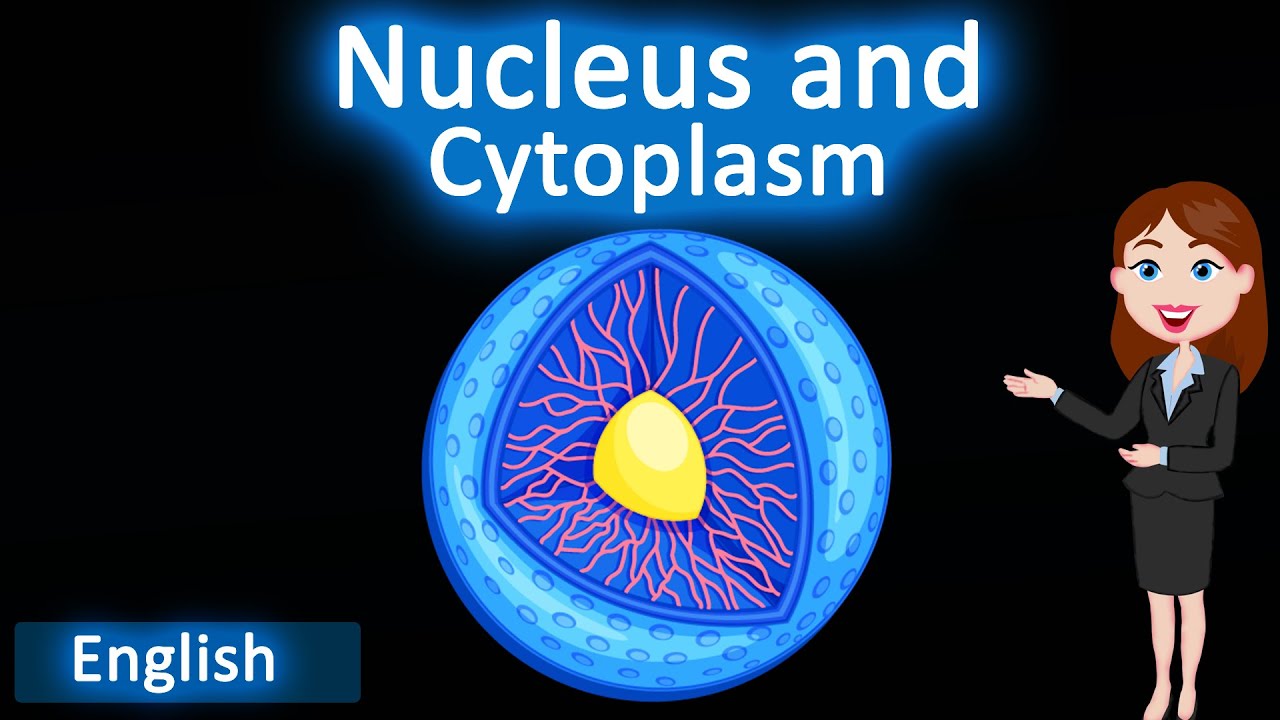 Nucleus and Cytoplasm || 3D animated explanation || class 9th & 11th ...