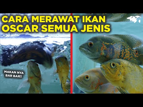 PANDUAN CARA MEMELIHARA IKAN OSCAR SEMUA JENIS, PEMULA WAJIB TAU