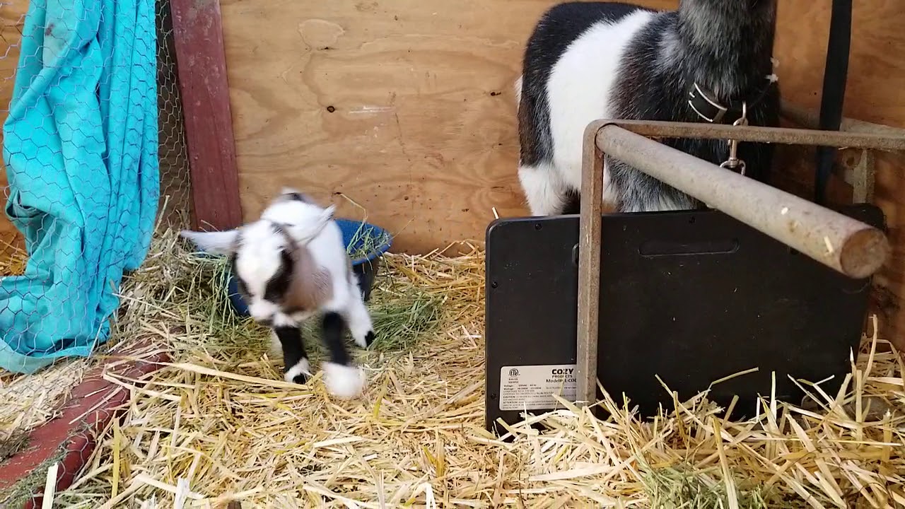 Baby Bogo has springs in her feet and sunshine in her pocket today 🌞🐐 ...