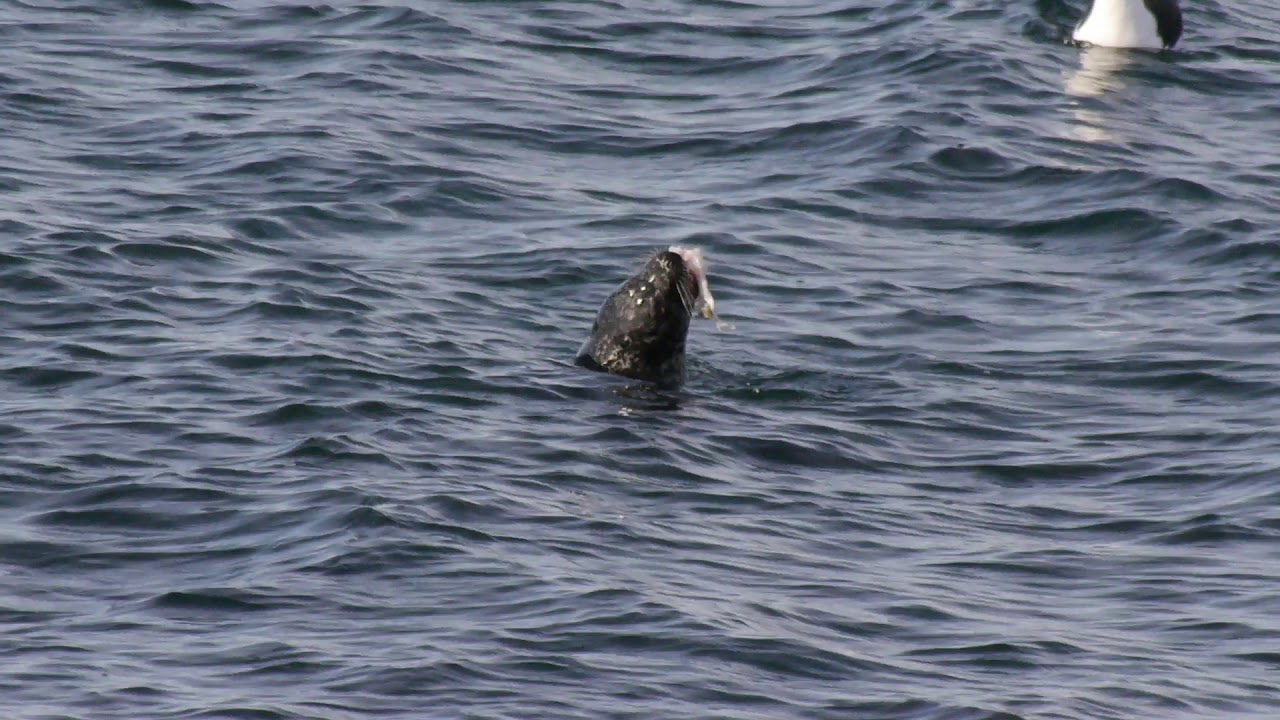 A harbor seal eating lunch in the sunshine - YouTube