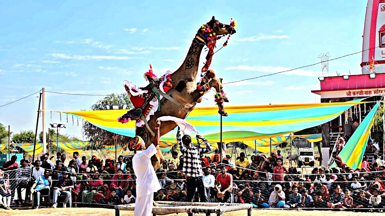 राजस्थान मे ऊँट का viral डांस tip टॉप डांस ||♤||SUPER HIT dance ||Camel ...