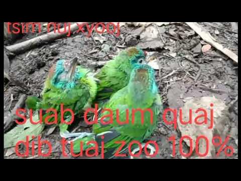 suab noog puj daum quaj dib tuaj zoo 100%ສຽງນົກ.. - YouTube
