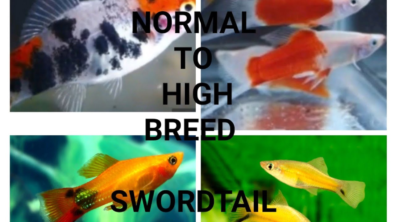 ALL SWORDTAIL BREEDS AND COLORS | ORDINARY TO HIGHER BREED OF SWORDTAIL ...