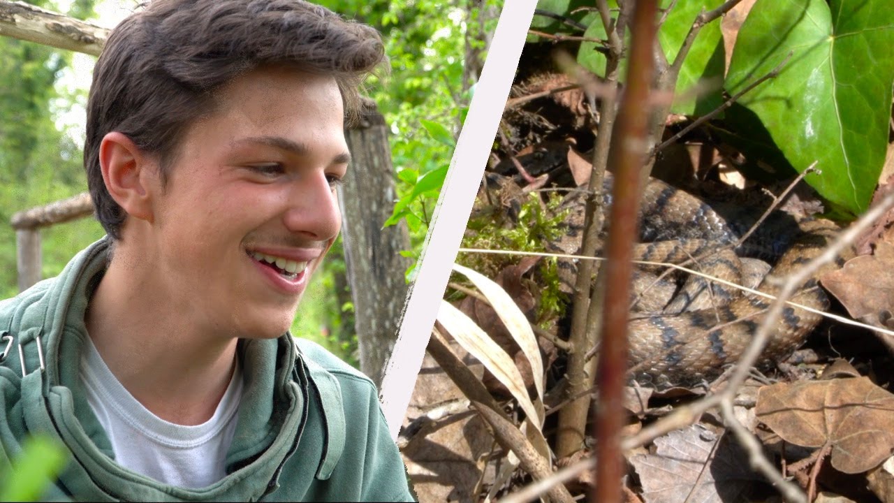 Filmer un accouplement de serpents!? INSECTOPODE - YouTube