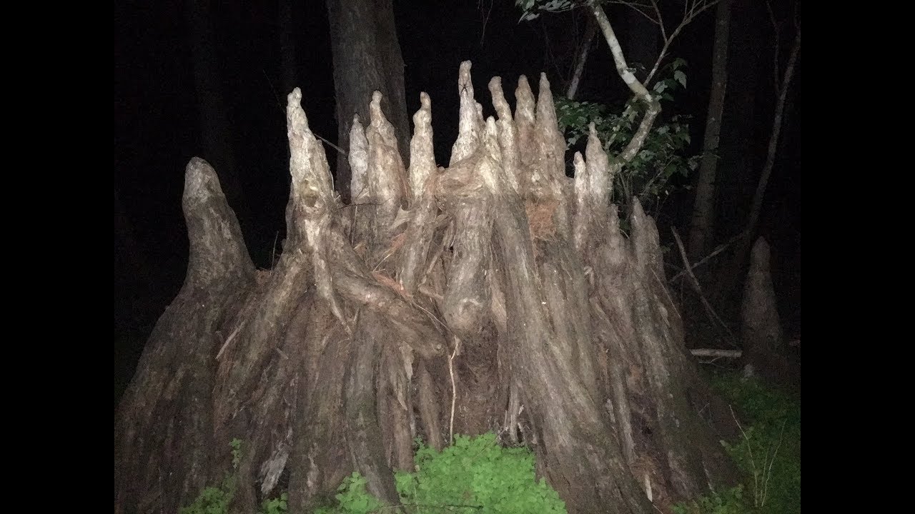 The Cypress Knee Crown with spiders!!!!! - Xeric Bayou - YouTube