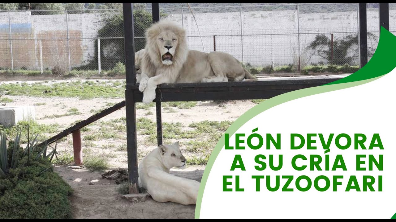 León devora a su cría en el Tuzoofari - YouTube