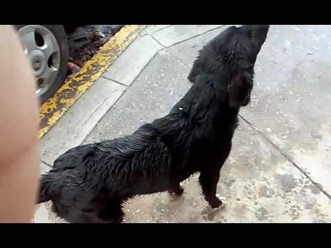 pinche perro mamon jajaja - YouTube