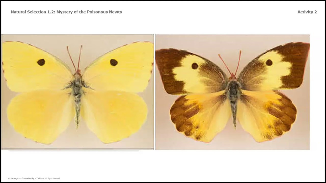 Science, Grade 8, 3/31- Lessons 1.2 & 1.3, Natural Selection - YouTube