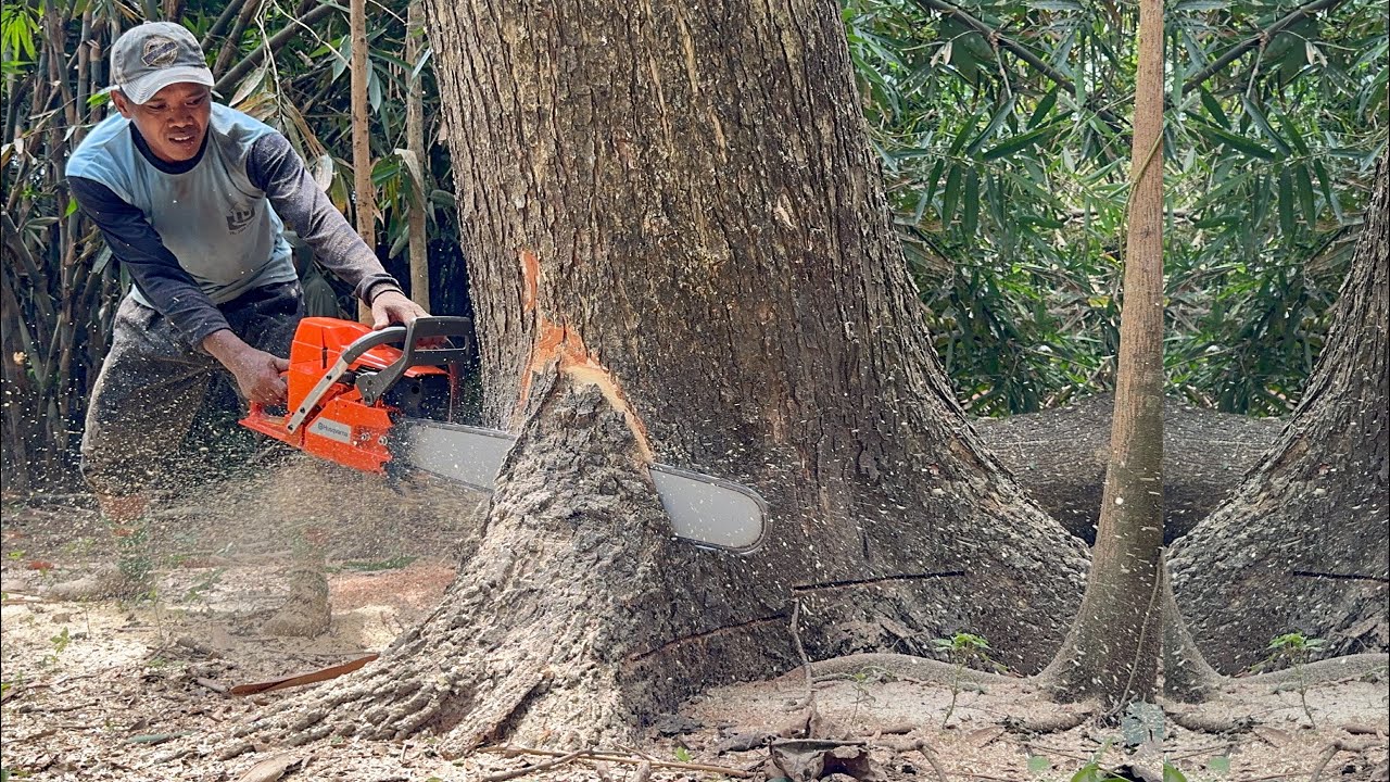 Husqvarna 395xp toughness test, felled 2 trembesi trees. - YouTube