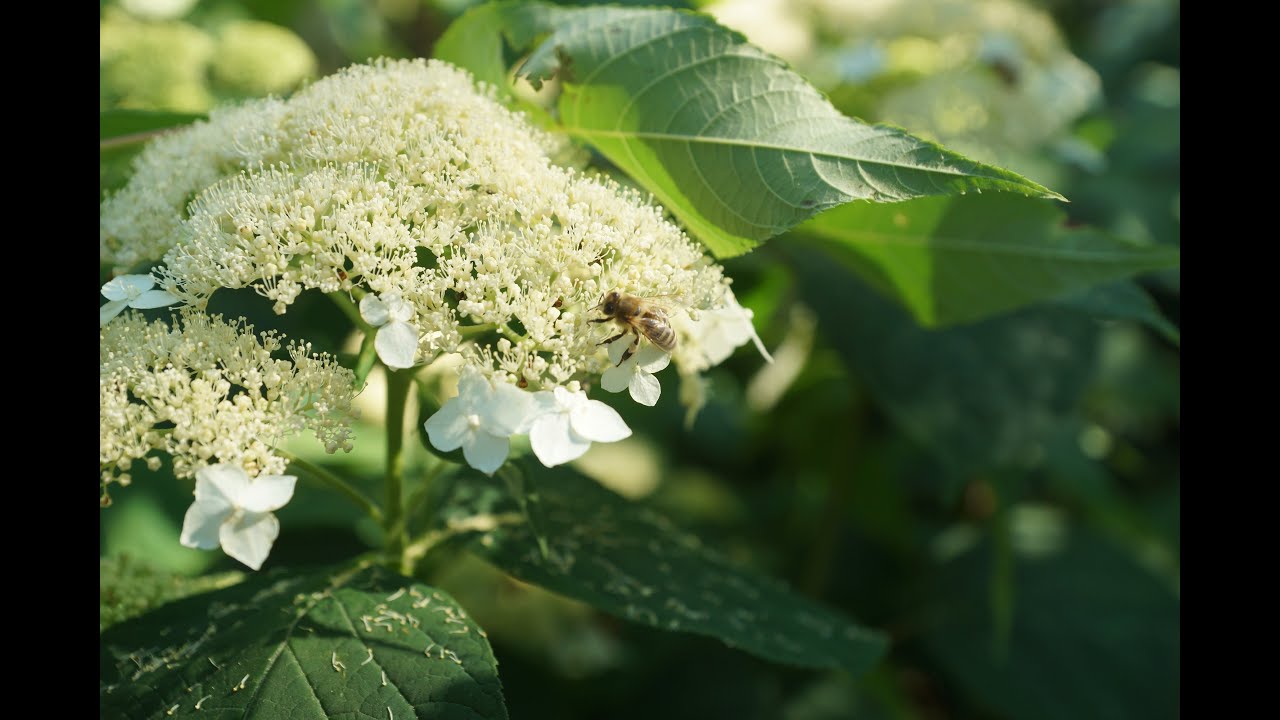Native Hydrangea 'Haas Halo' covered in pollinators! - YouTube