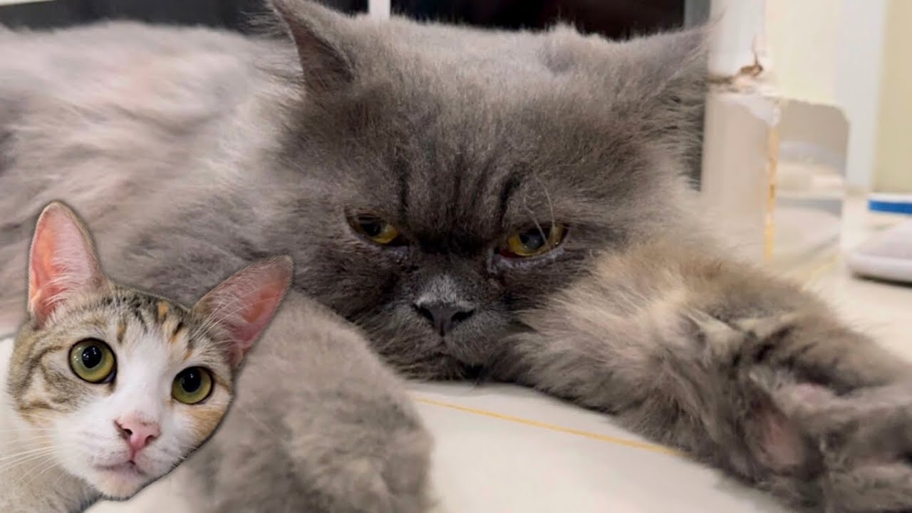 KUCING GALAK LAGI JINAK | MEONG STREETCATS - YouTube