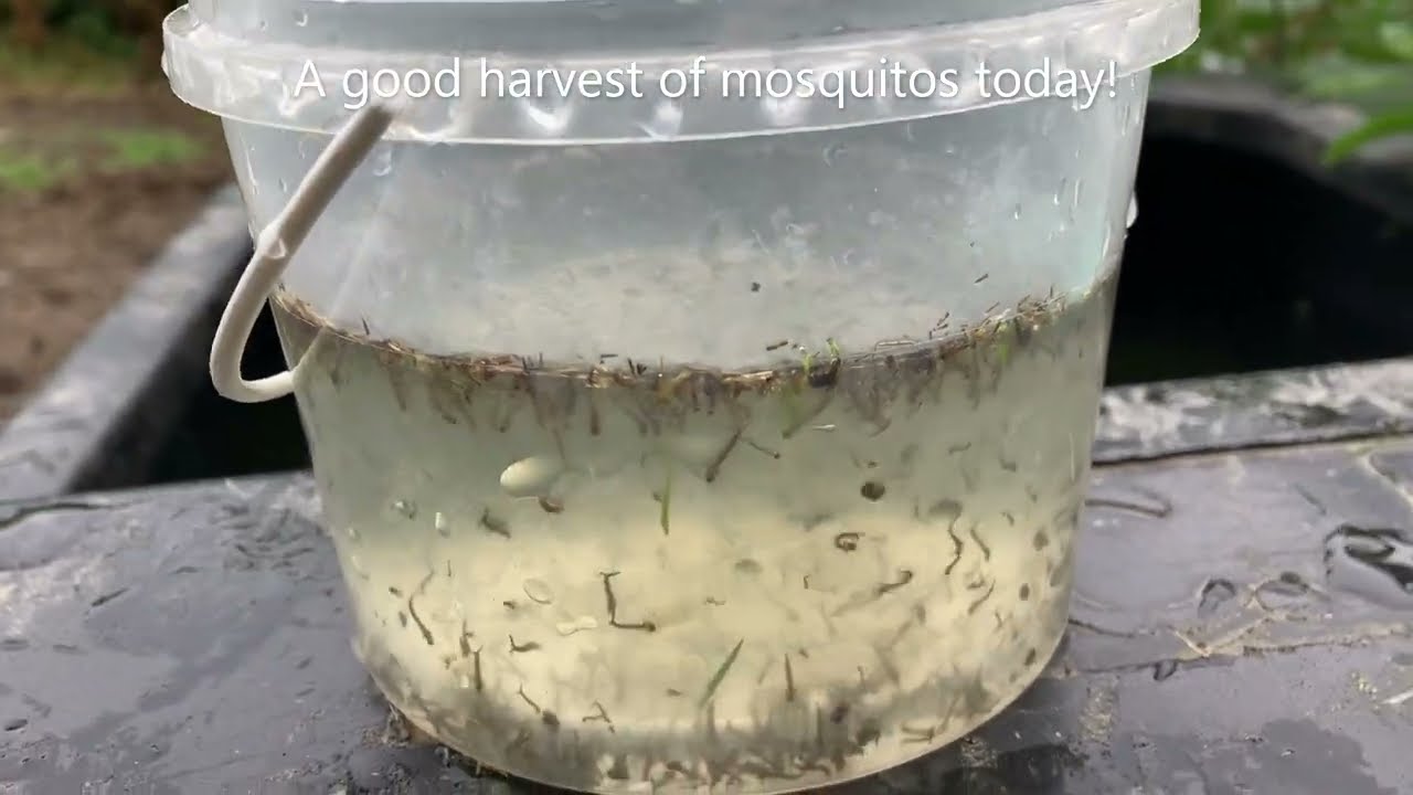How I catch and use mosquito larvae for my fishes - YouTube