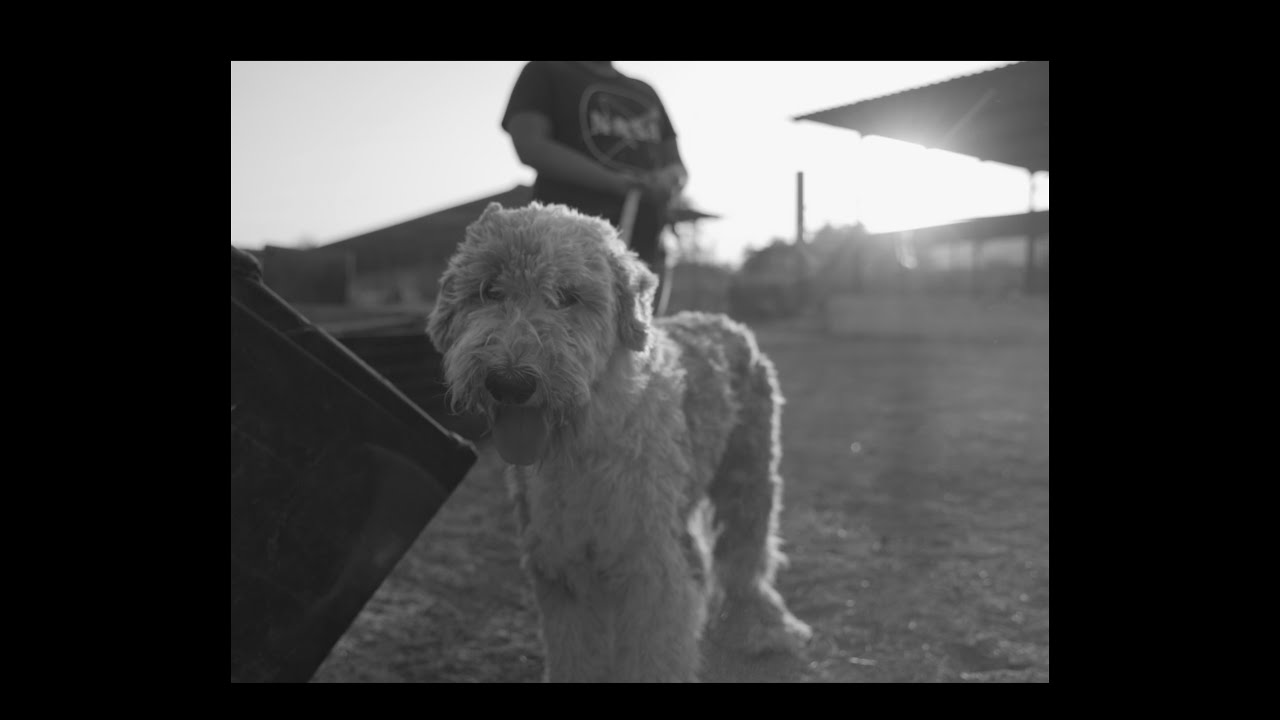 Always Connected - Dog(nito) and friends :) - YouTube