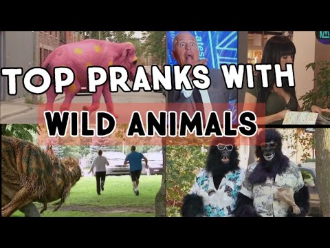 TOP PRANKS WITH ANIMALS FUNNY SCENES ||PDR PRANKS - YouTube