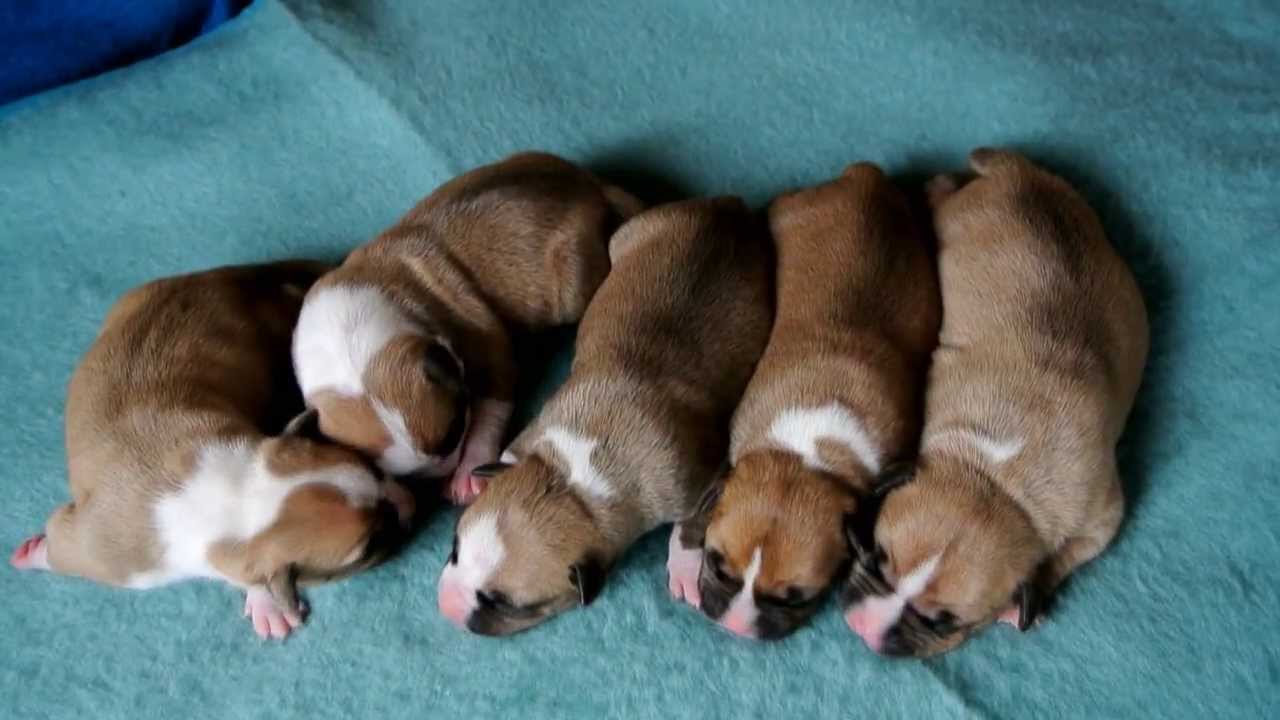 AMAZONKA kennel - nice amstaff puppies 2013 (litter "Z" - *2 days old ...