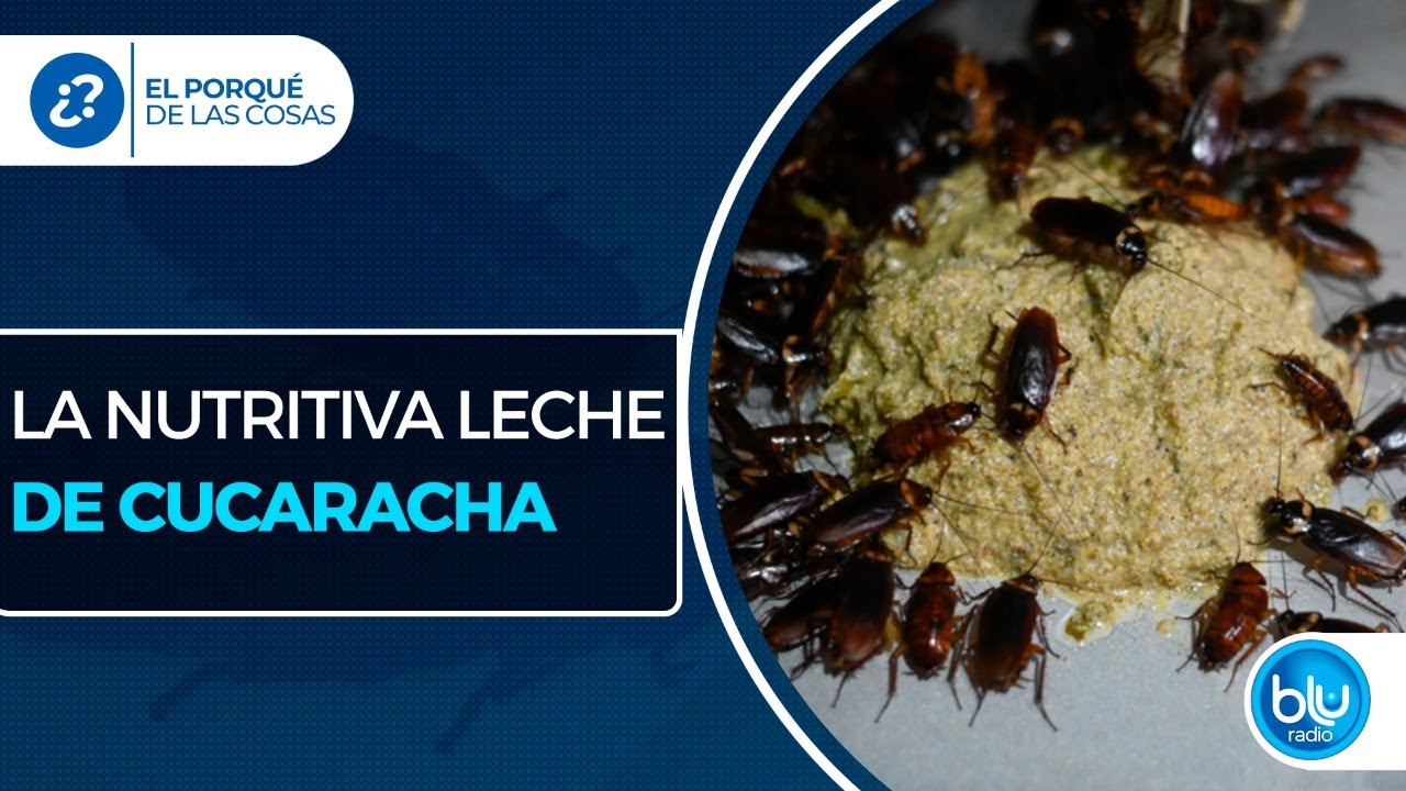 ¿La leche de cucaracha es un súper alimento? - YouTube