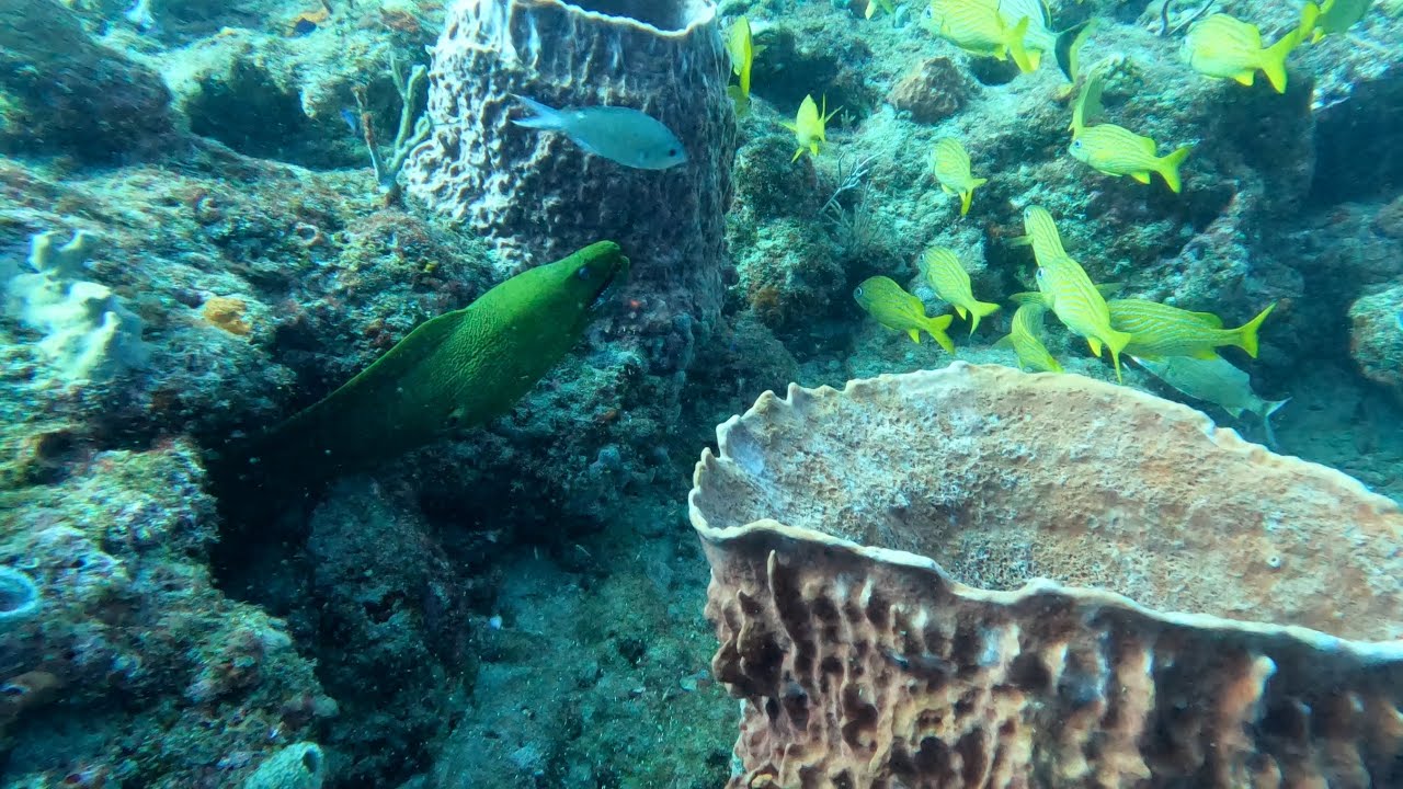 Flower Garden & Breakers Reef West Palm Beach FL (Hatts' checkout ...