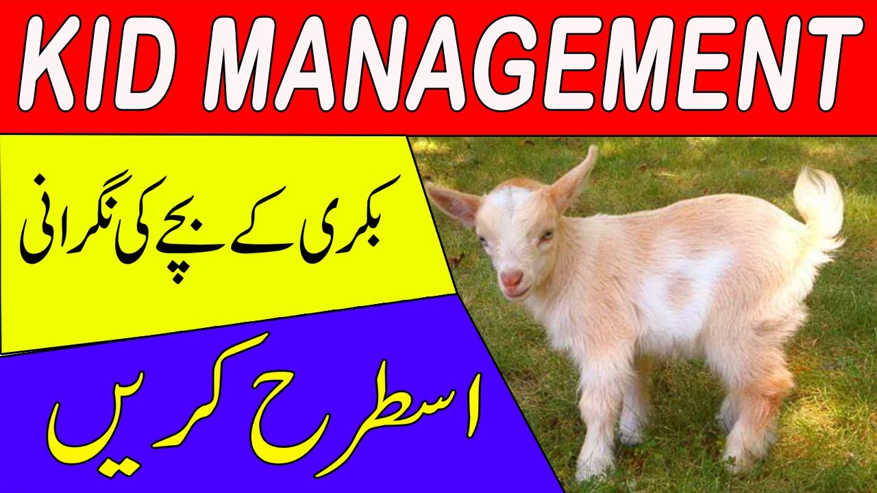 Goat kid management | How to manage baby goat | kid management - YouTube
