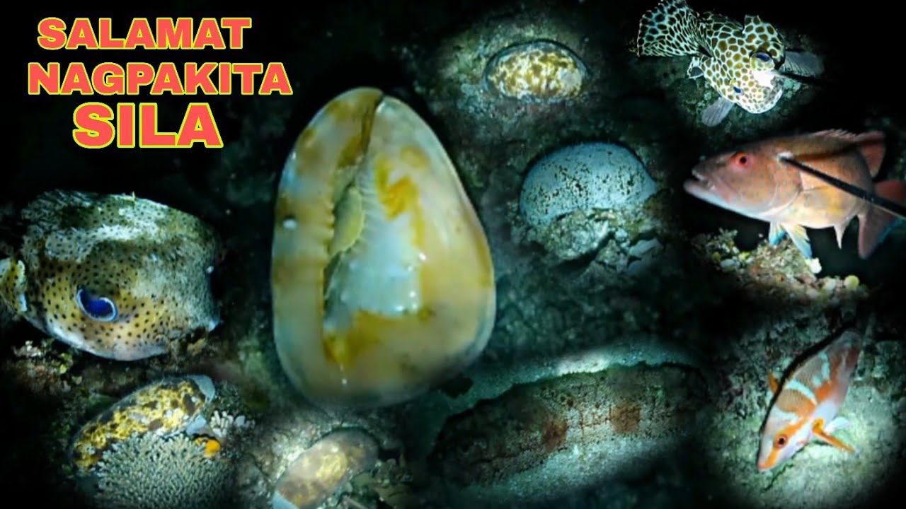 ep197,BUTI NALANG NAGPAKITA ANG MGA BALATAN, night spearfishing ...