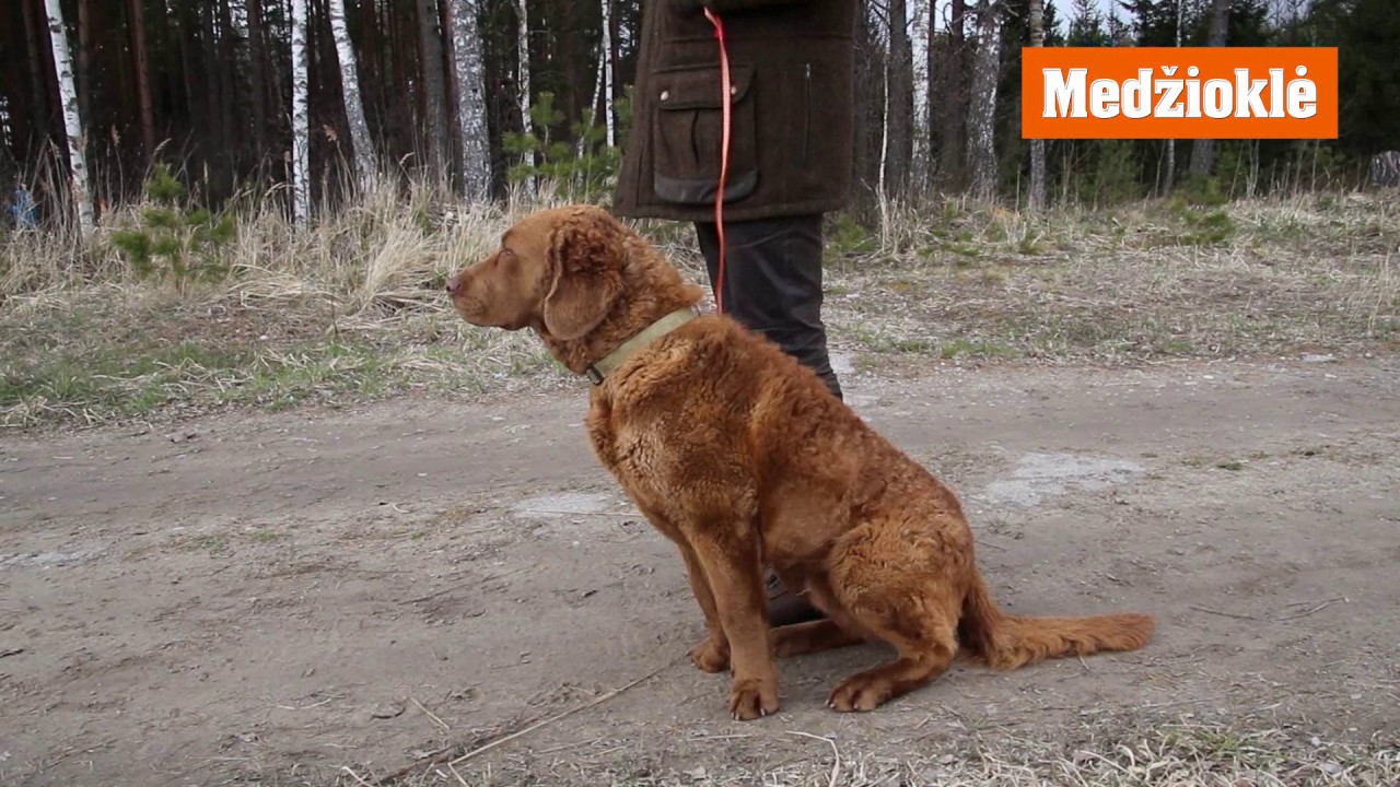 Reportažas. Labradorai ir retriveriai medžioklei - YouTube