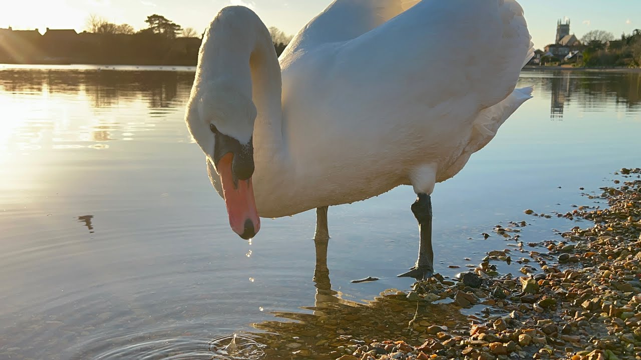 Feeding The First Lone Swan Pen, Followed By Anglessy Pair! - YouTube