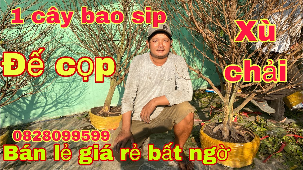 Chính thức đem Mai về bán lẻ cho Anh chi em gần xa.bao rẻ sip tận nhà ...