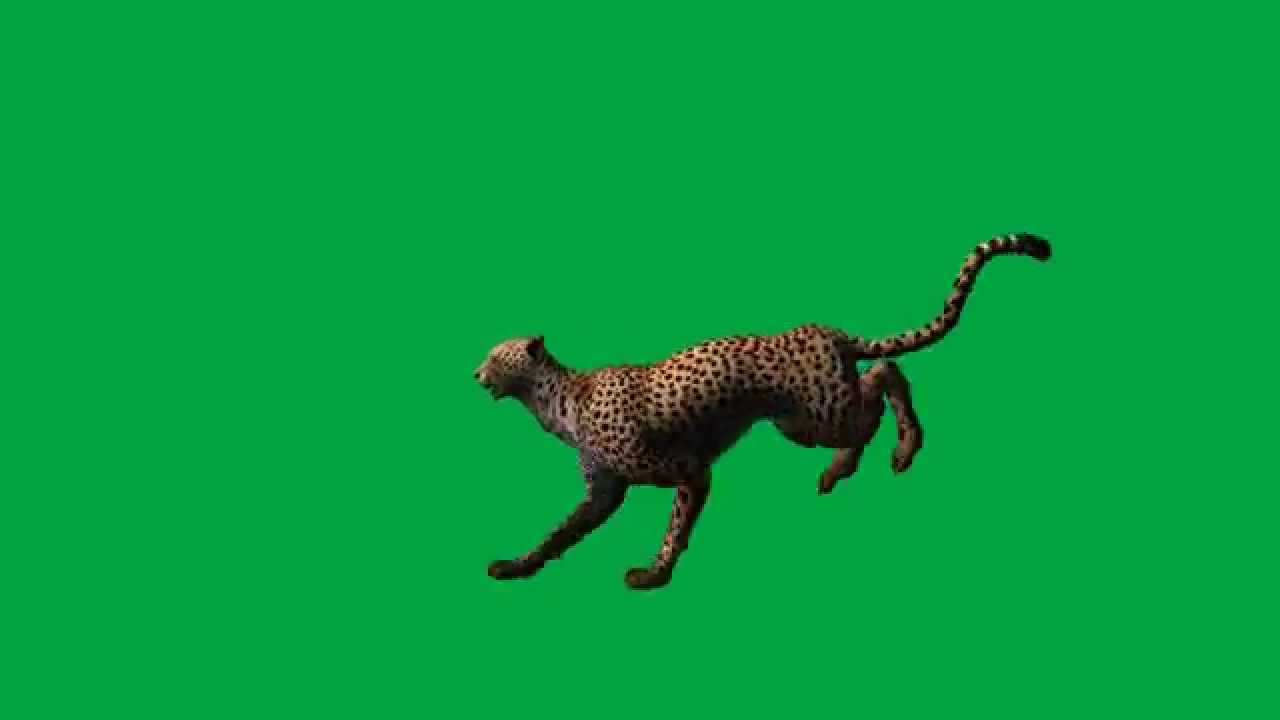 cheetah Running Multiangle - After effect green screen - YouTube