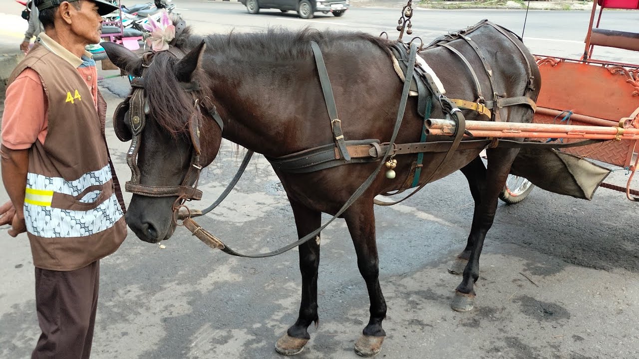 NAIK KUDA BENDI #kuda #kudabendi - YouTube