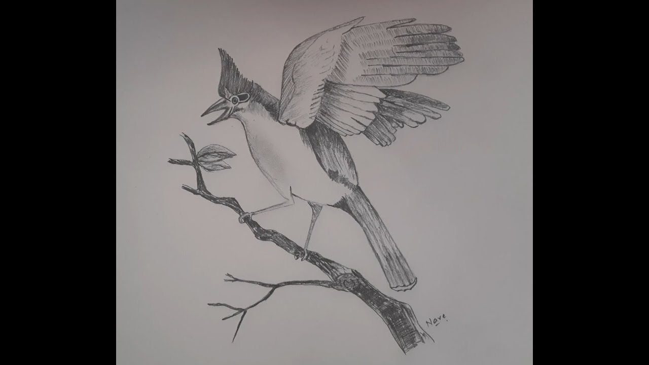 Drawing of a Red Whiskered Bulbul bird - Birds - Pencil drawing ...