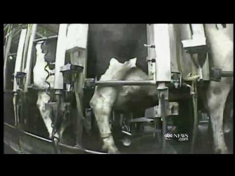 The Ugly Side of Milk: Animal Cruelty