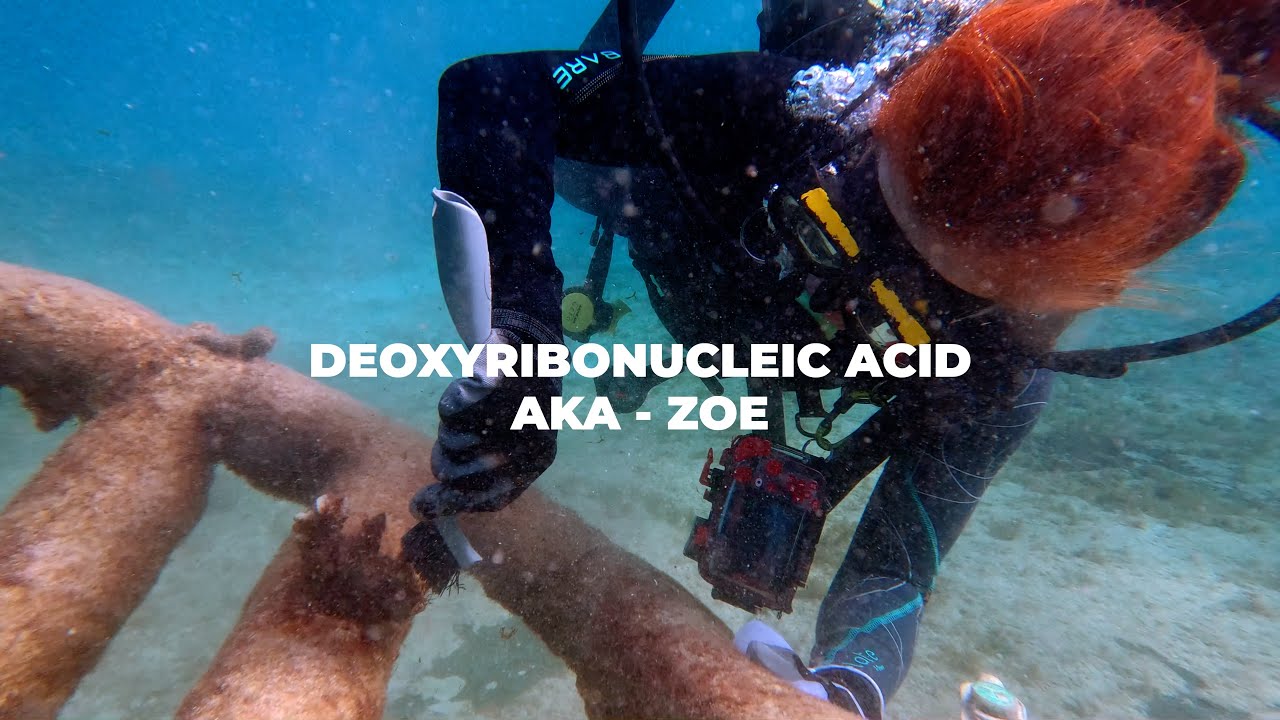 Stunning Ocean Collaboration Where Art Meets Sea | Vlog | 4k | Coral ...