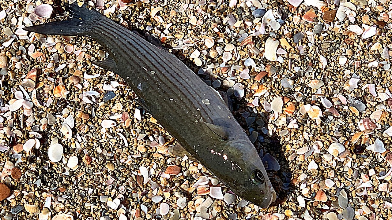 Big MULLET caught in the net - YouTube