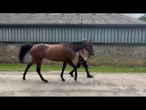 Ballymagee (IRE) - HORSE OUT OF TRAINING - Kayf Tara (GB) ex Tenable (GB)