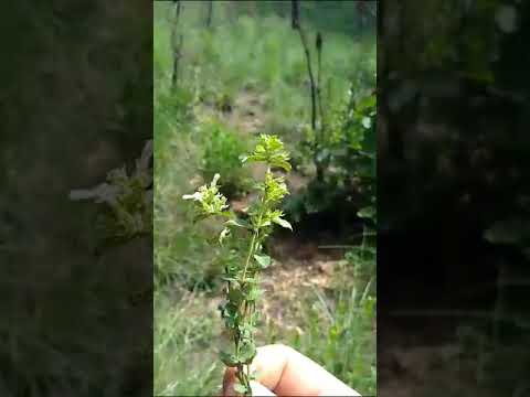 encontramos te de monte - YouTube