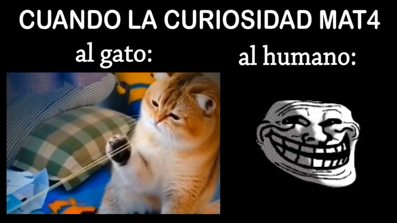 cuando eres muy curioso xd. memes #viral #meme - YouTube