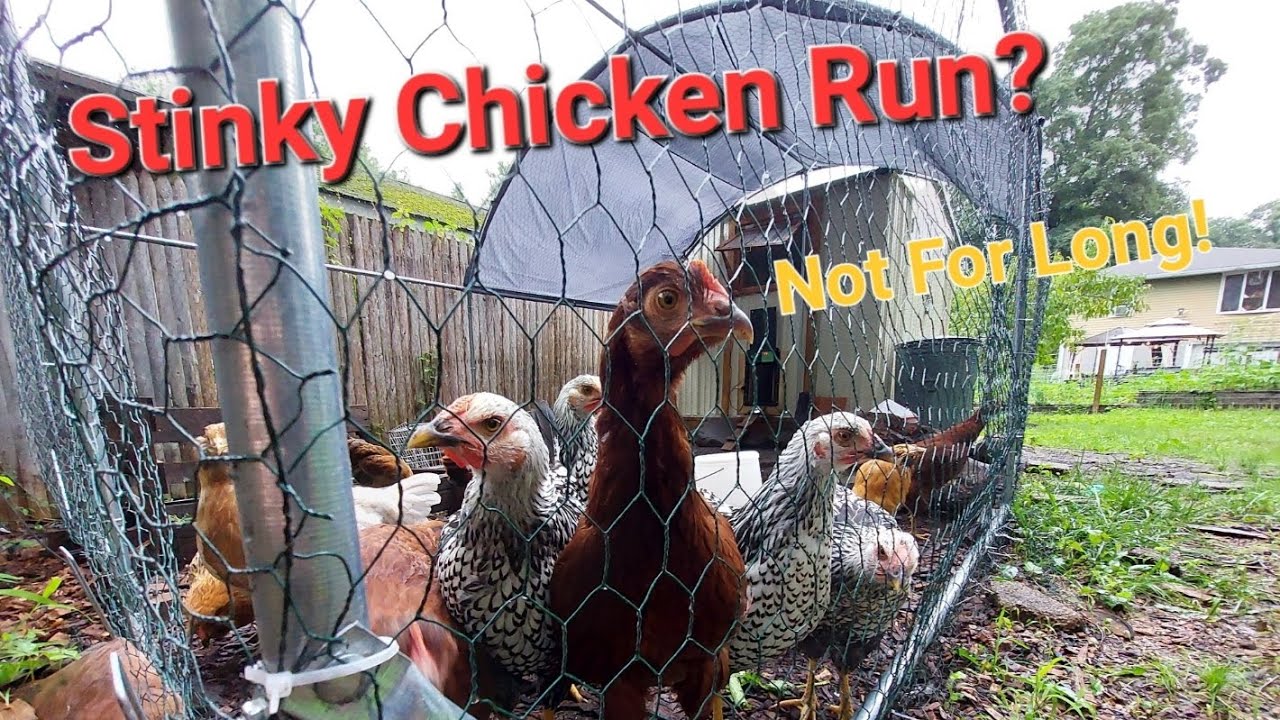 Woodchip Bedding in Chicken Run - No More Stink! - YouTube