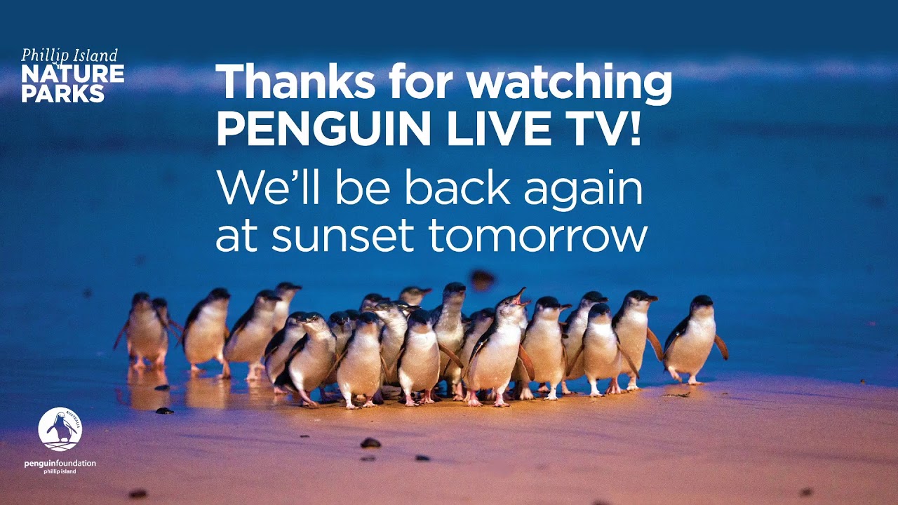 Live Penguin TV - Tuesday 17th November - YouTube