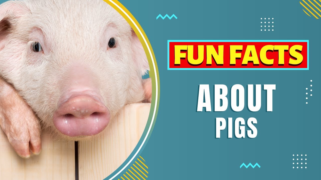 Fun Fascinating Facts about Pigs 🐖 - YouTube